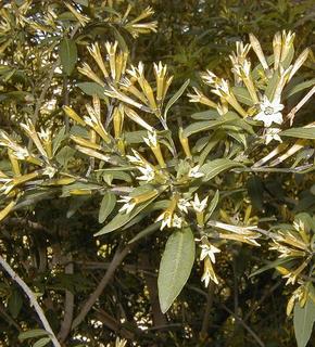 Cestrum parqui | Sistemas de Producción Animal
